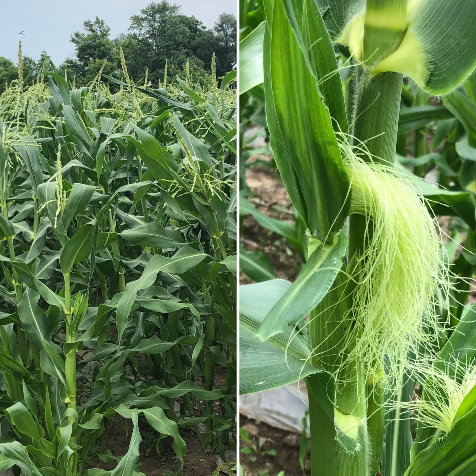 Ready to Pollinate! – Snyder's Sweet Corn