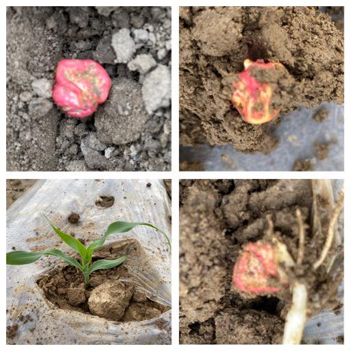 Corn Pulling Day – Snyder's Sweet Corn