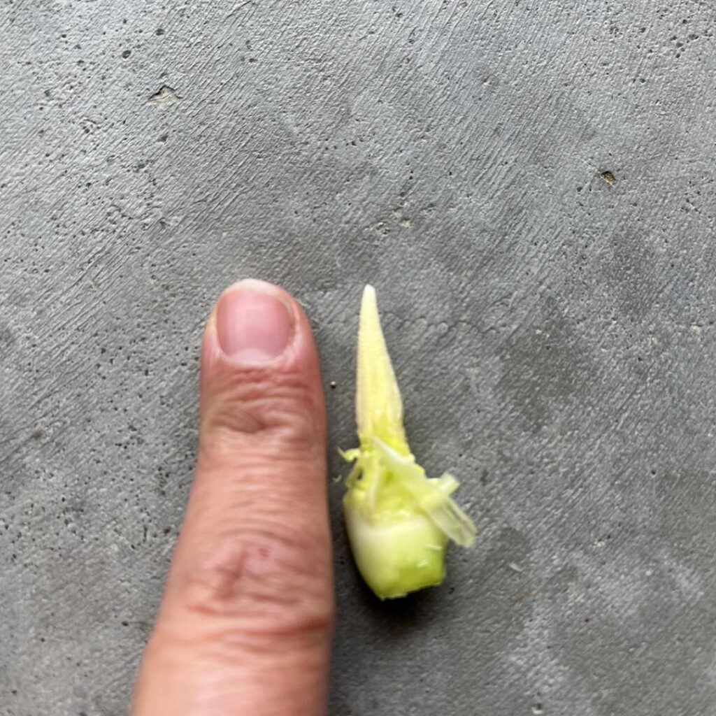 Baby Corn – Snyder's Sweet Corn